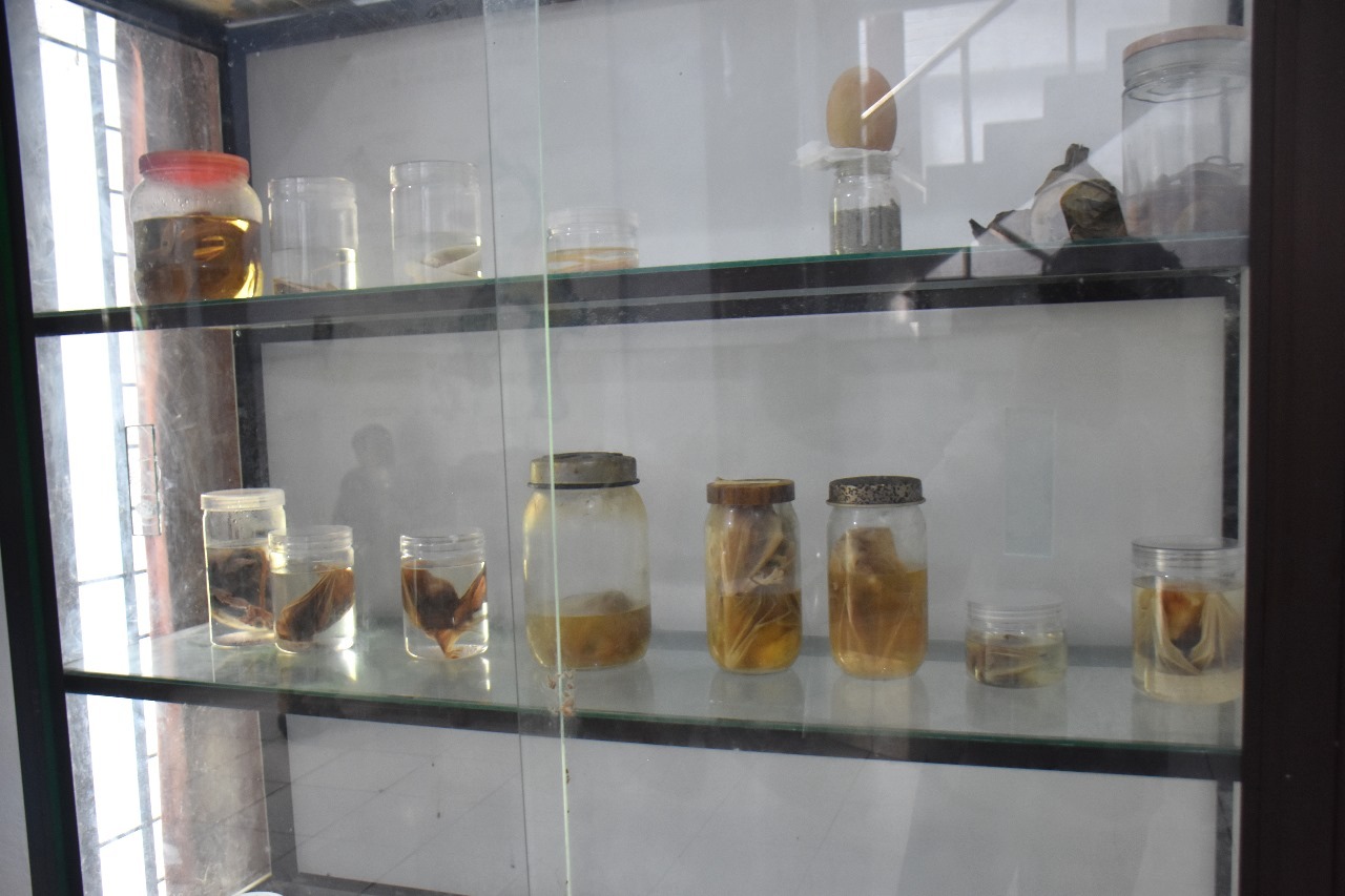 UPA SDHS Untad Gelar Pameran Biodiversity of Wallacea, Tampilkan ...